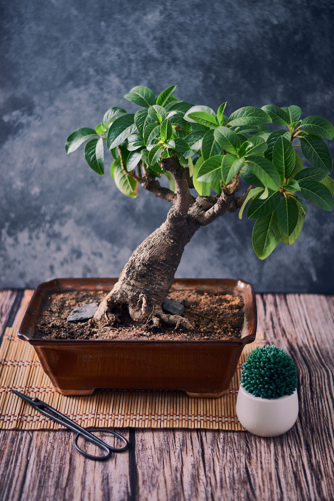 8 Jenis Bonsai yang Bagus dan Cara Perawatannya